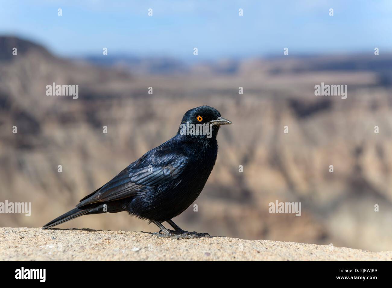 Pale-winged Starling (Onychognathus nabouroup), Fish river canyon in ...