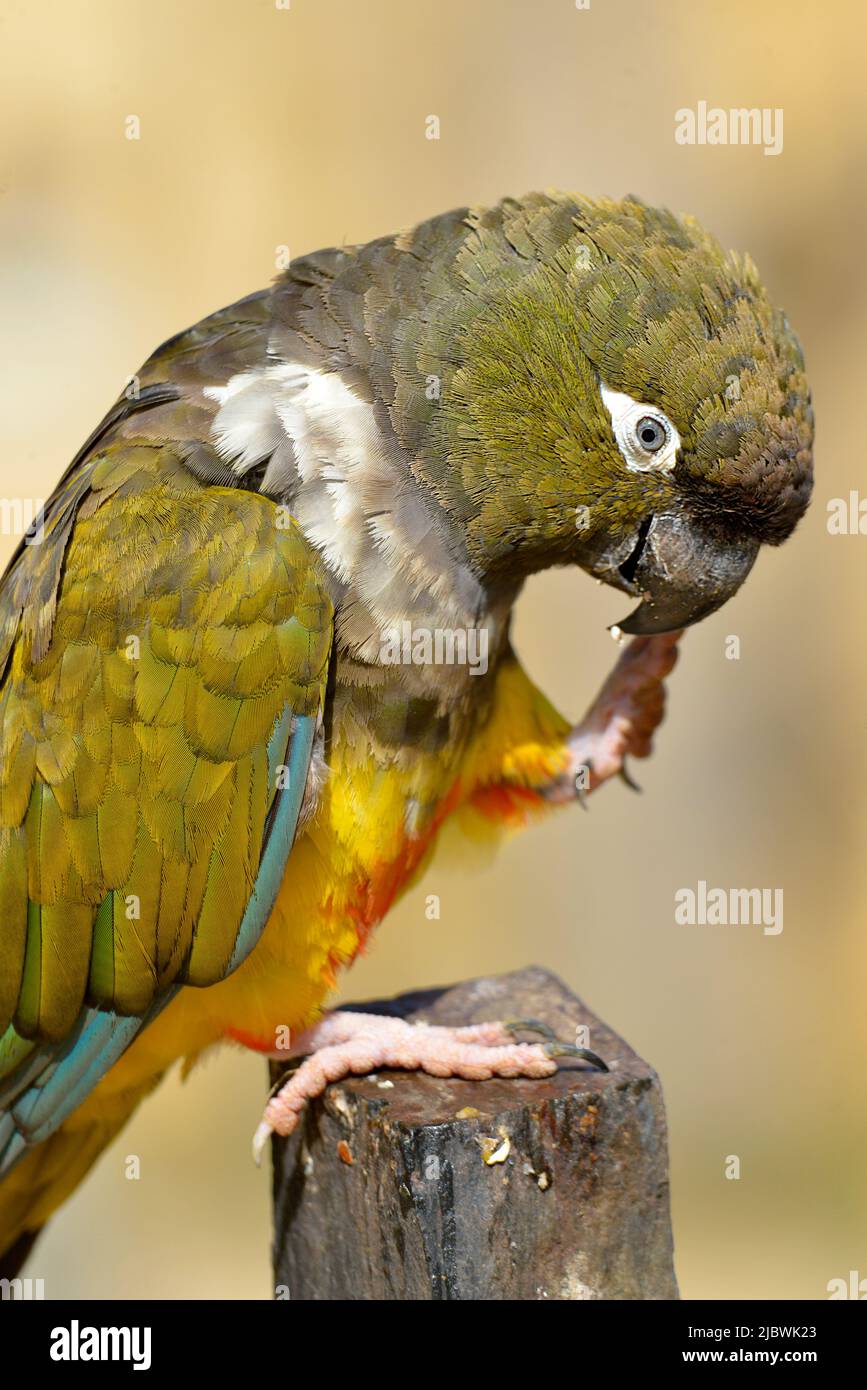 Profile Burrowing Parrots (Cyanoliseus patagonus) eating fruit Stock ...