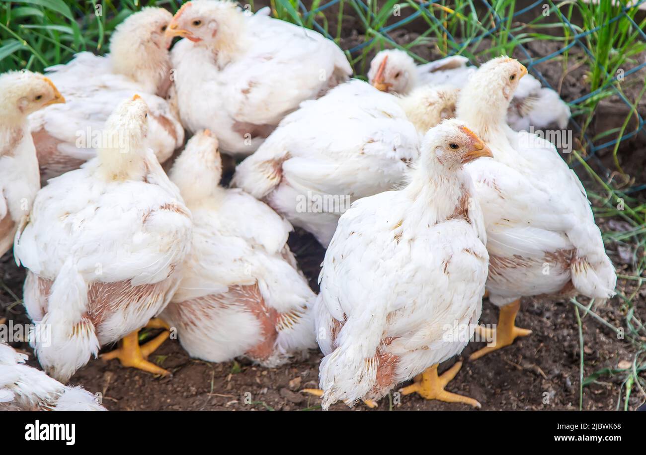 Broiler chickens on the farm. Selective focus Stock Photo - Alamy