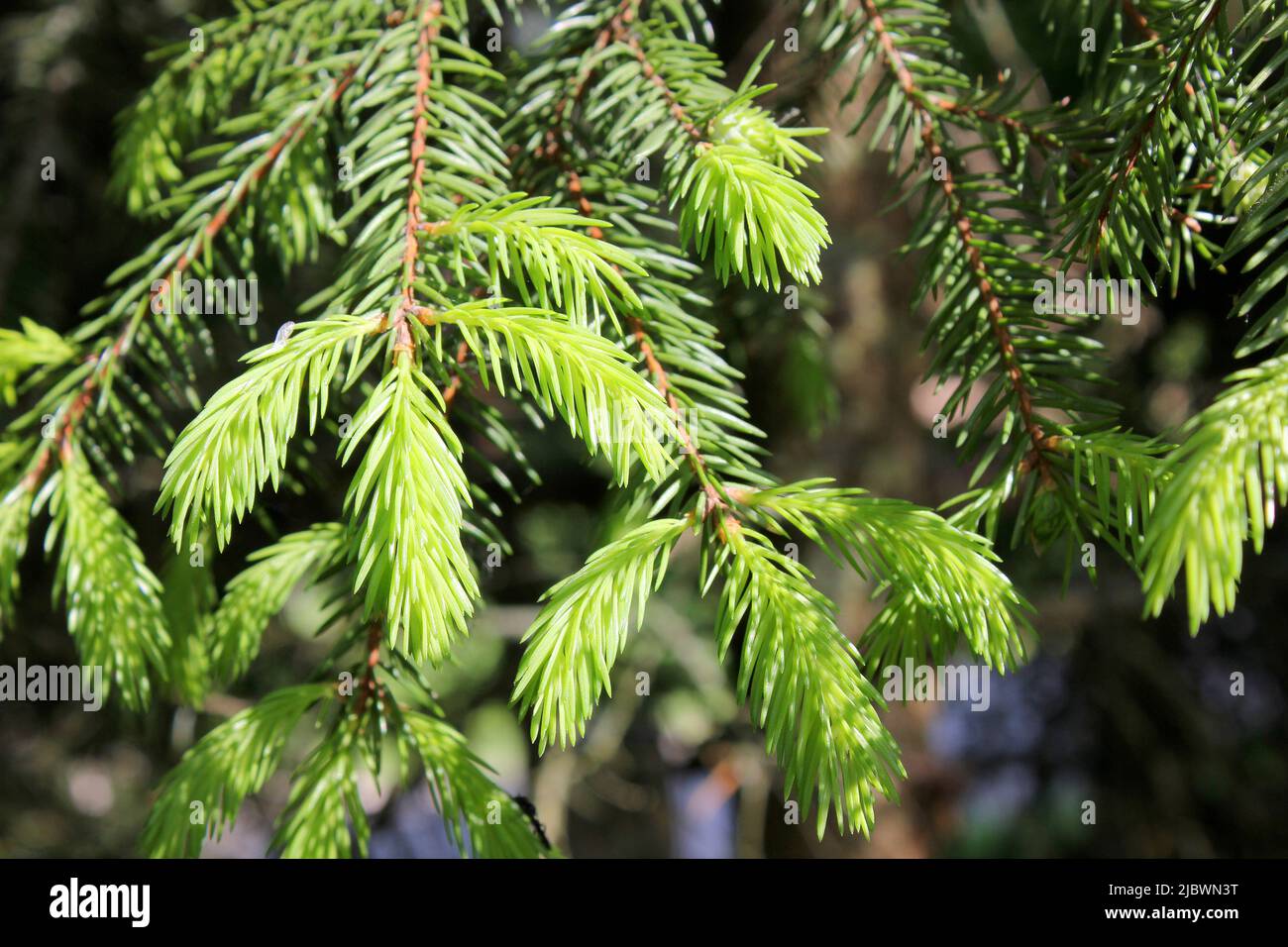 Young shoots of spruce (Picea abies) branch. Wild forest nature ...