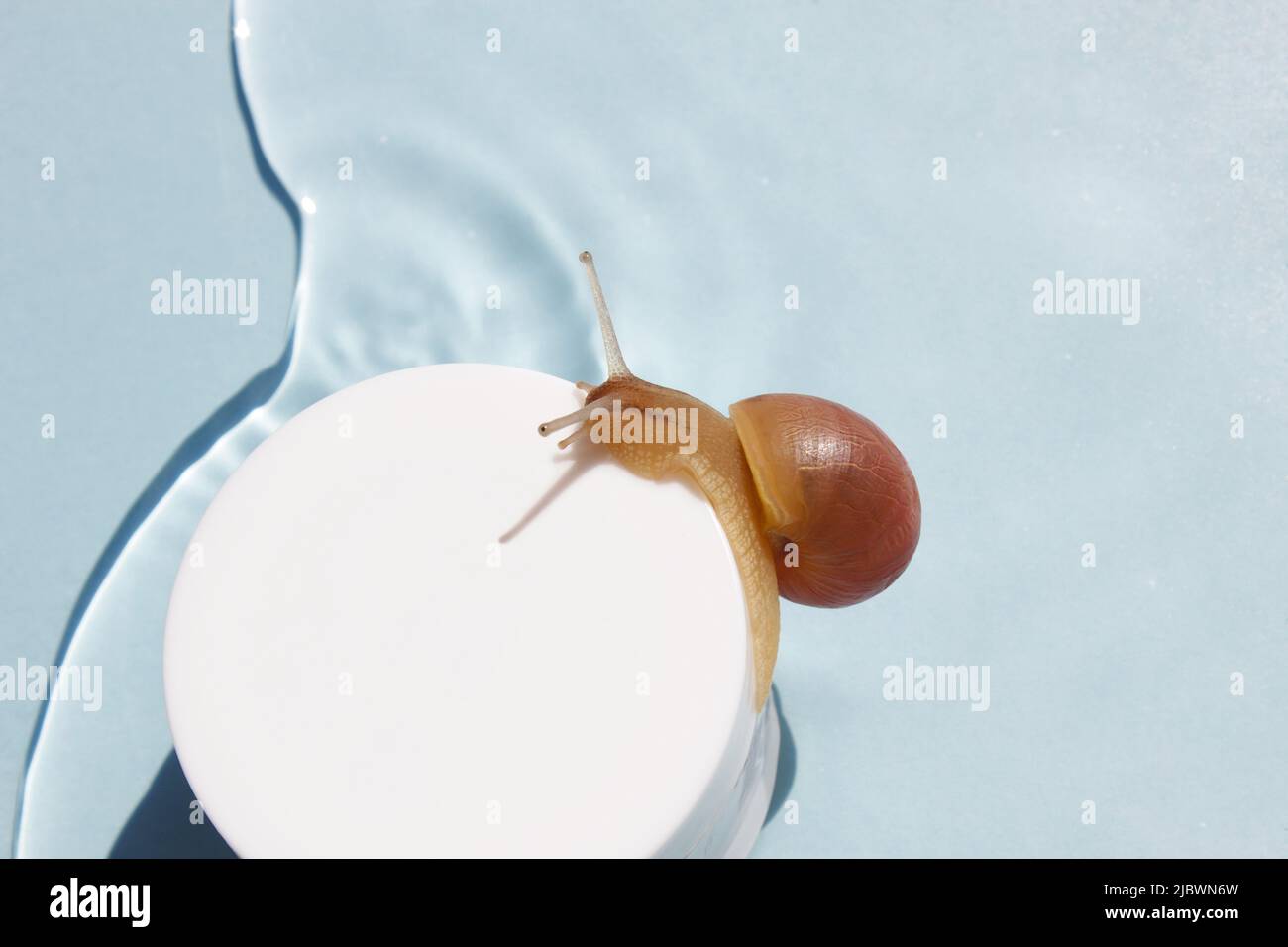 Snail on the jar of skin cream on water background. Beauty skin care ...