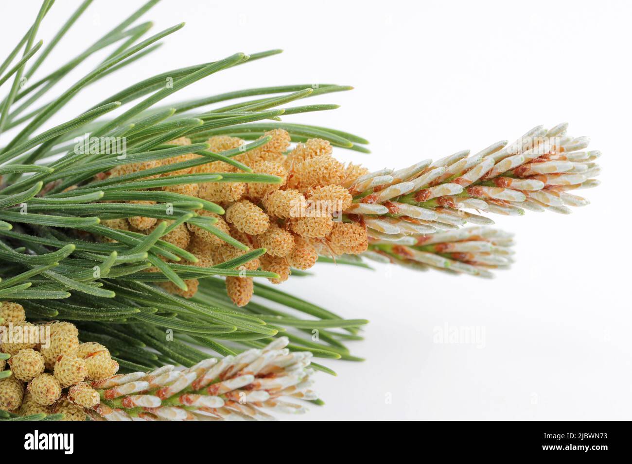 Young Pine buds on branches on white background. Blossom pine buds used ...