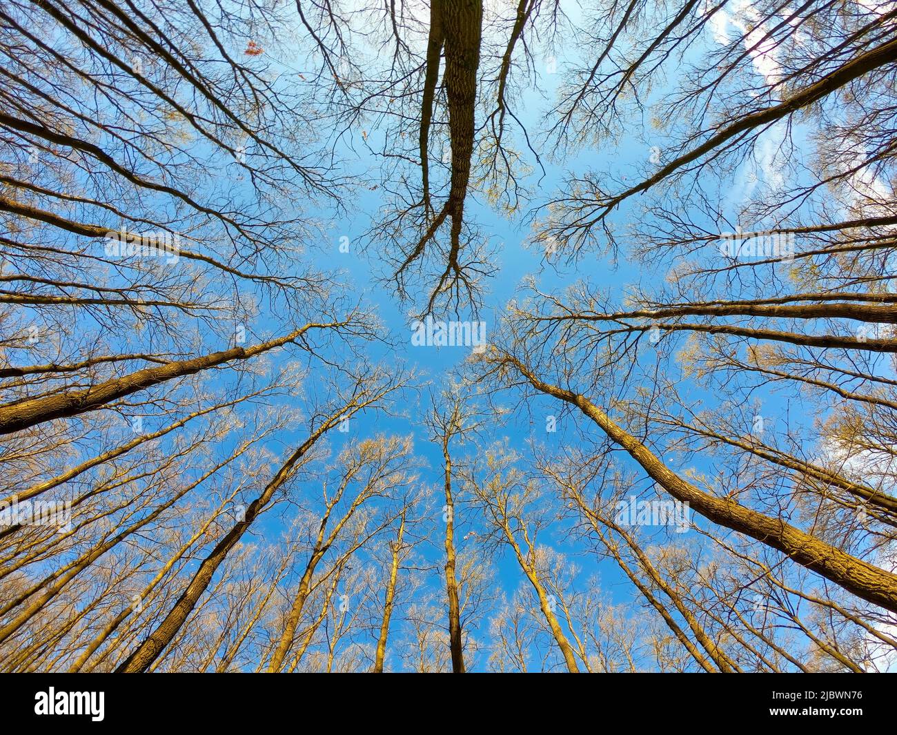 Bottom up view forest hi-res stock photography and images - Alamy