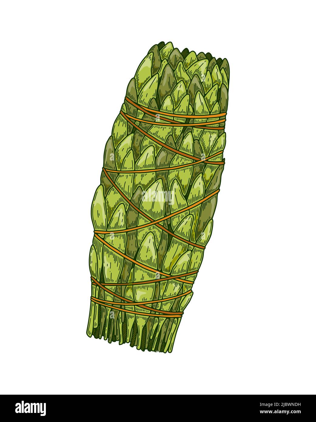 Hand drawn sage smudge stick. Vector illustration in colored sketch ...