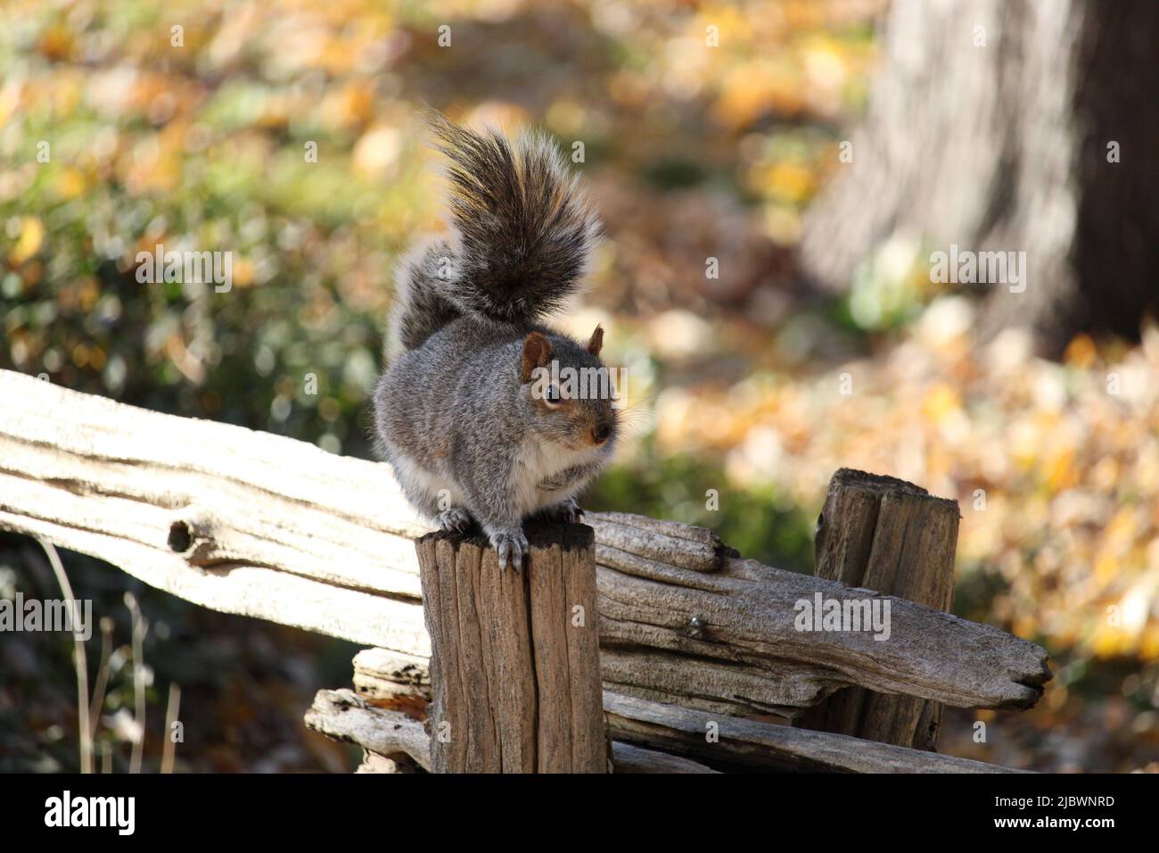 The interesting life of squirrels Stock Photo - Alamy