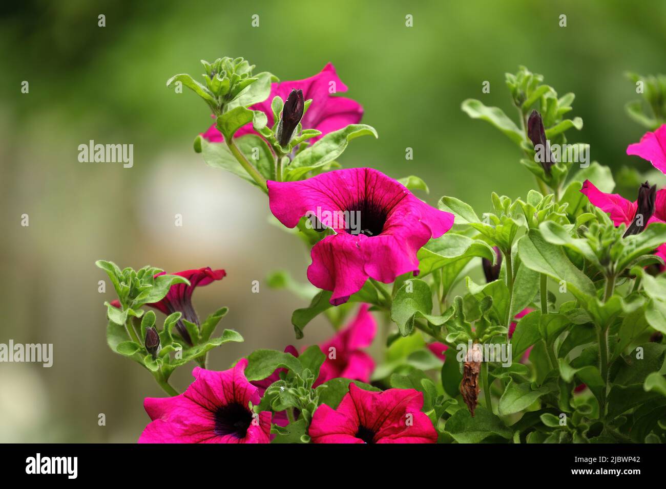 Petunia flower hi-res stock photography and images - Alamy