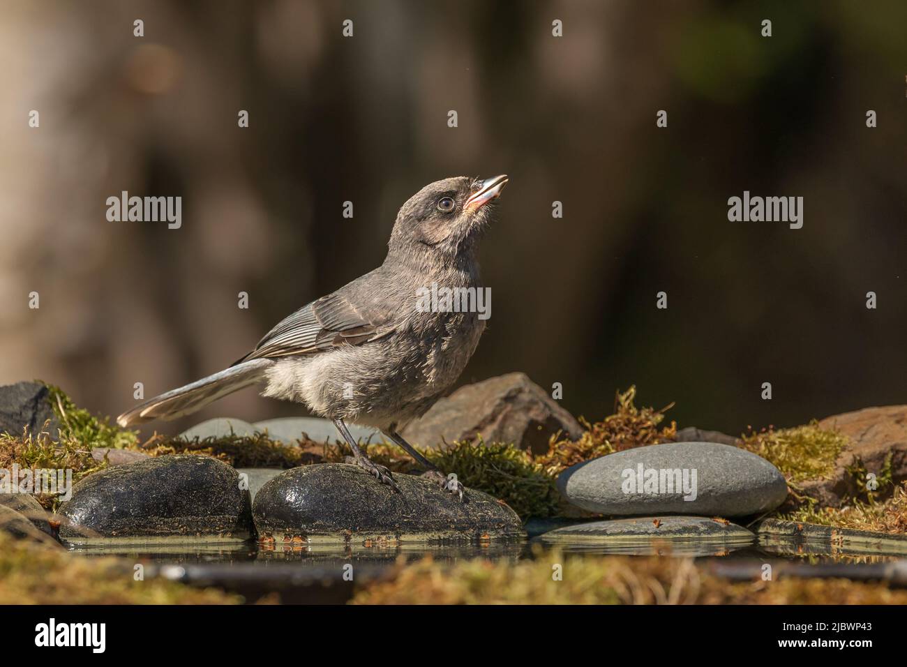 Jay fledgling hi-res stock photography and images - Alamy