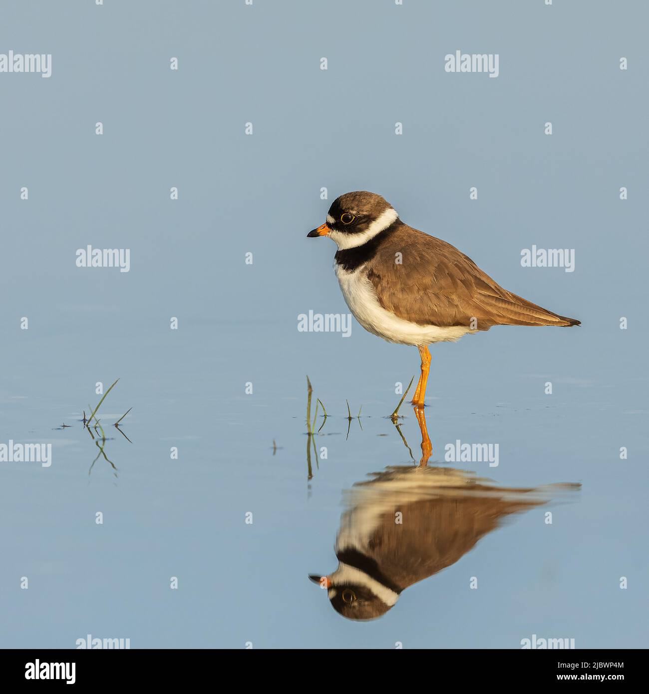 Migrating birds arctic alaska hi-res stock photography and images - Alamy