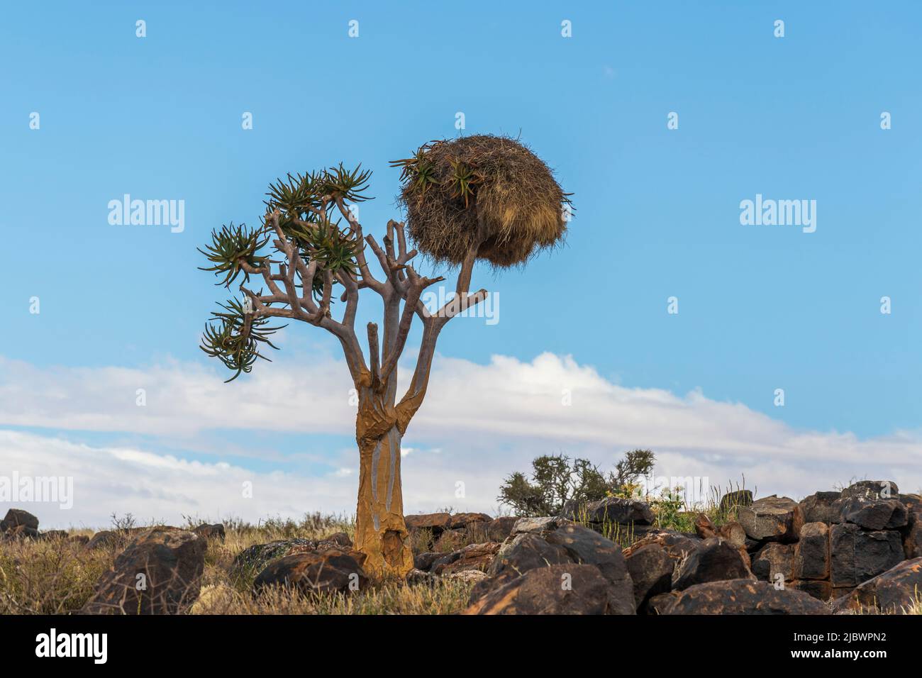 Beautiful view of the African bush. African landscape with trees Stock ...