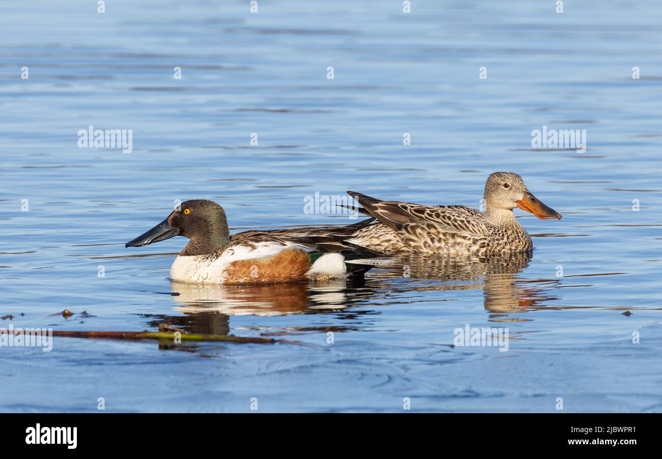 Northern Shoveler Pair in Alaska Stock Photo - Alamy