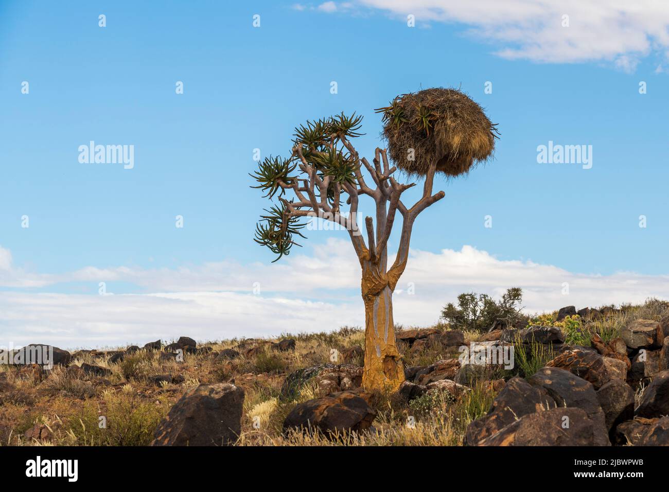 Beautiful view of the African bush. African landscape with trees Stock ...