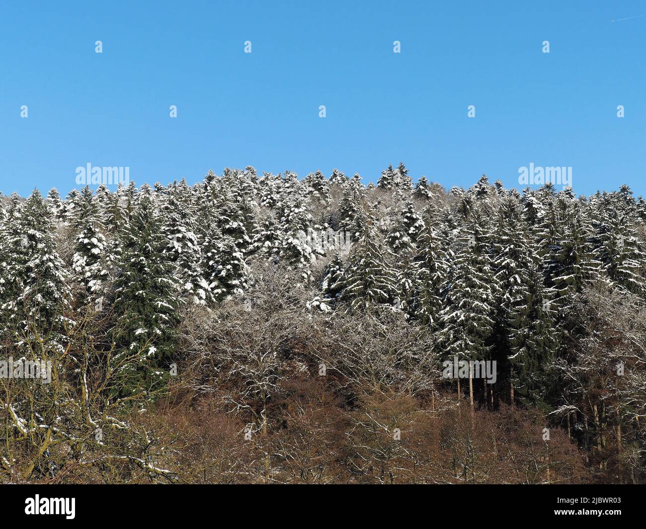 Snowy spruce trees in Odenwald forest Heidelberg Germany Stock Photo ...