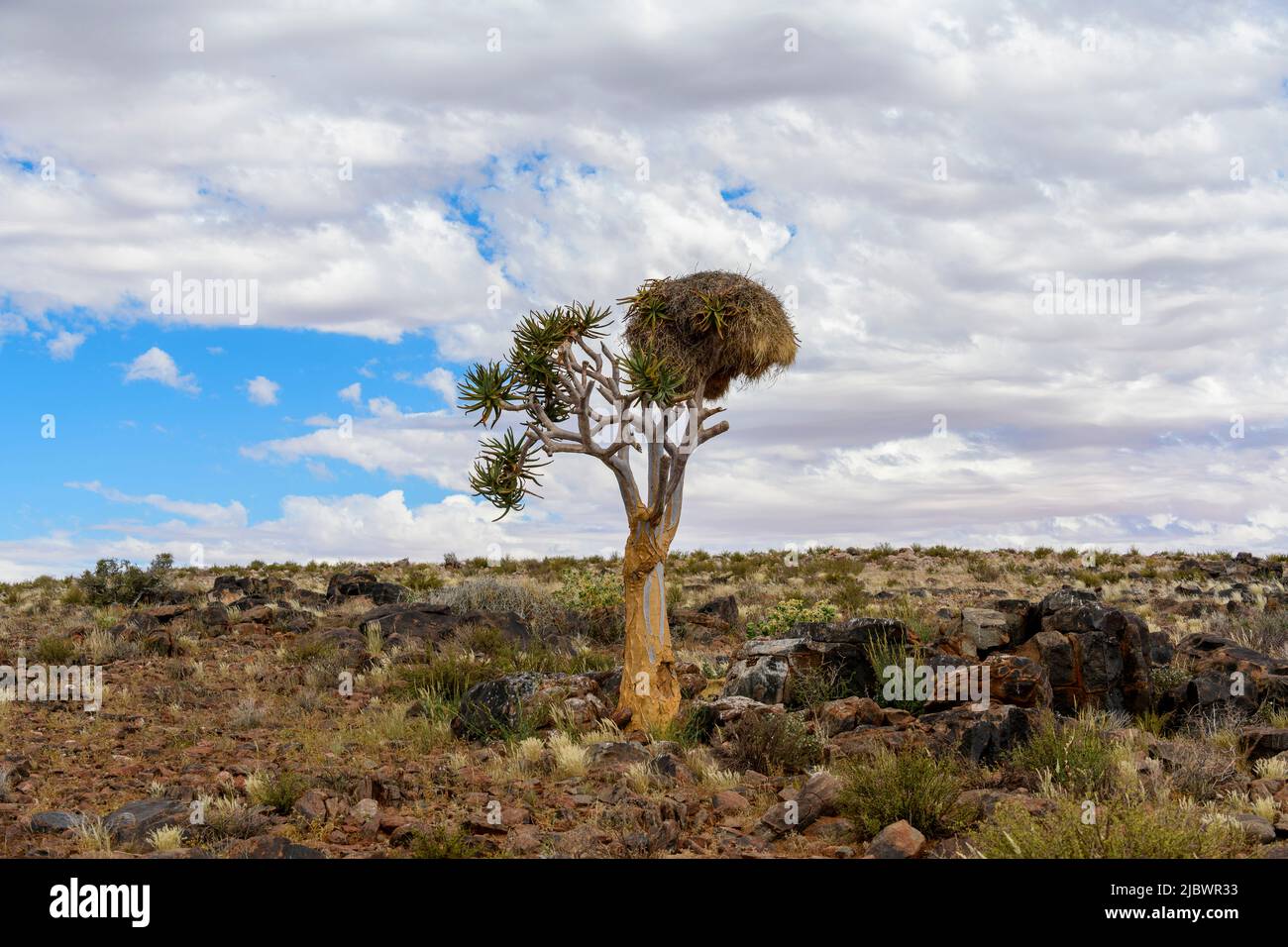 Beautiful view of the African bush. African landscape with trees Stock ...