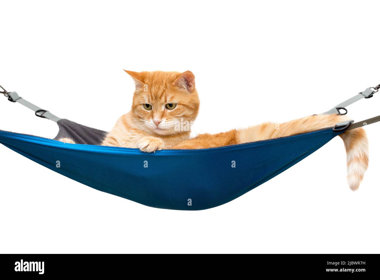 Ginger cat is lying in a blue hammock, isolated on a white background ...