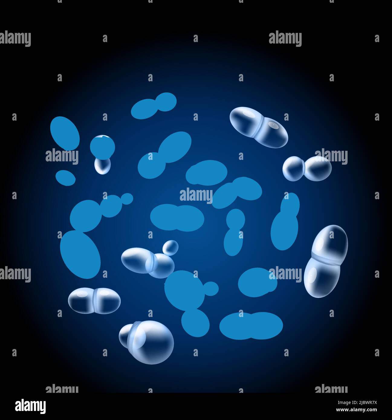 Malassezia skin fungus High Resolution Stock Photography and Images - Alamy