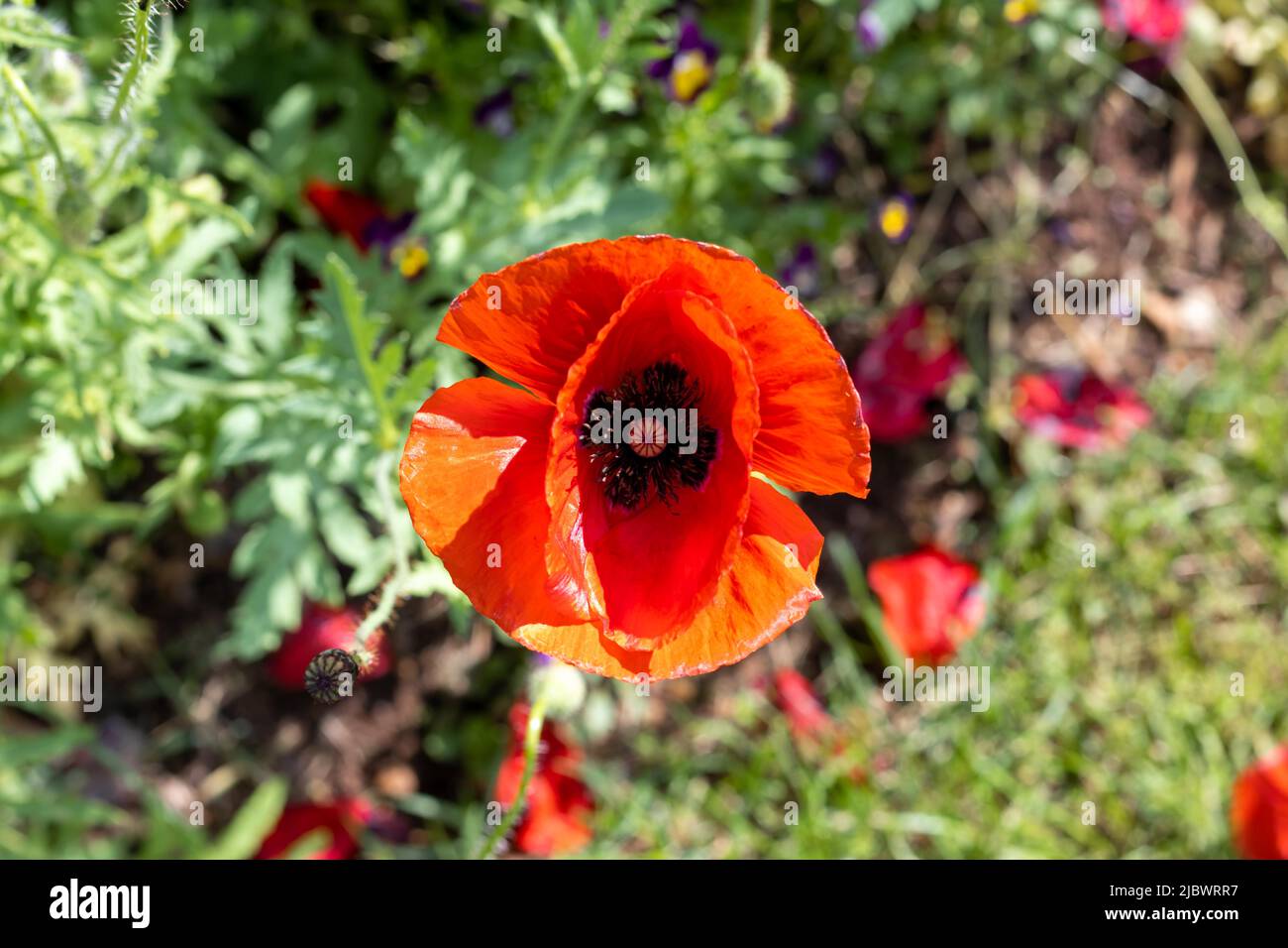 Top view red poppy flower hi-res stock photography and images - Alamy