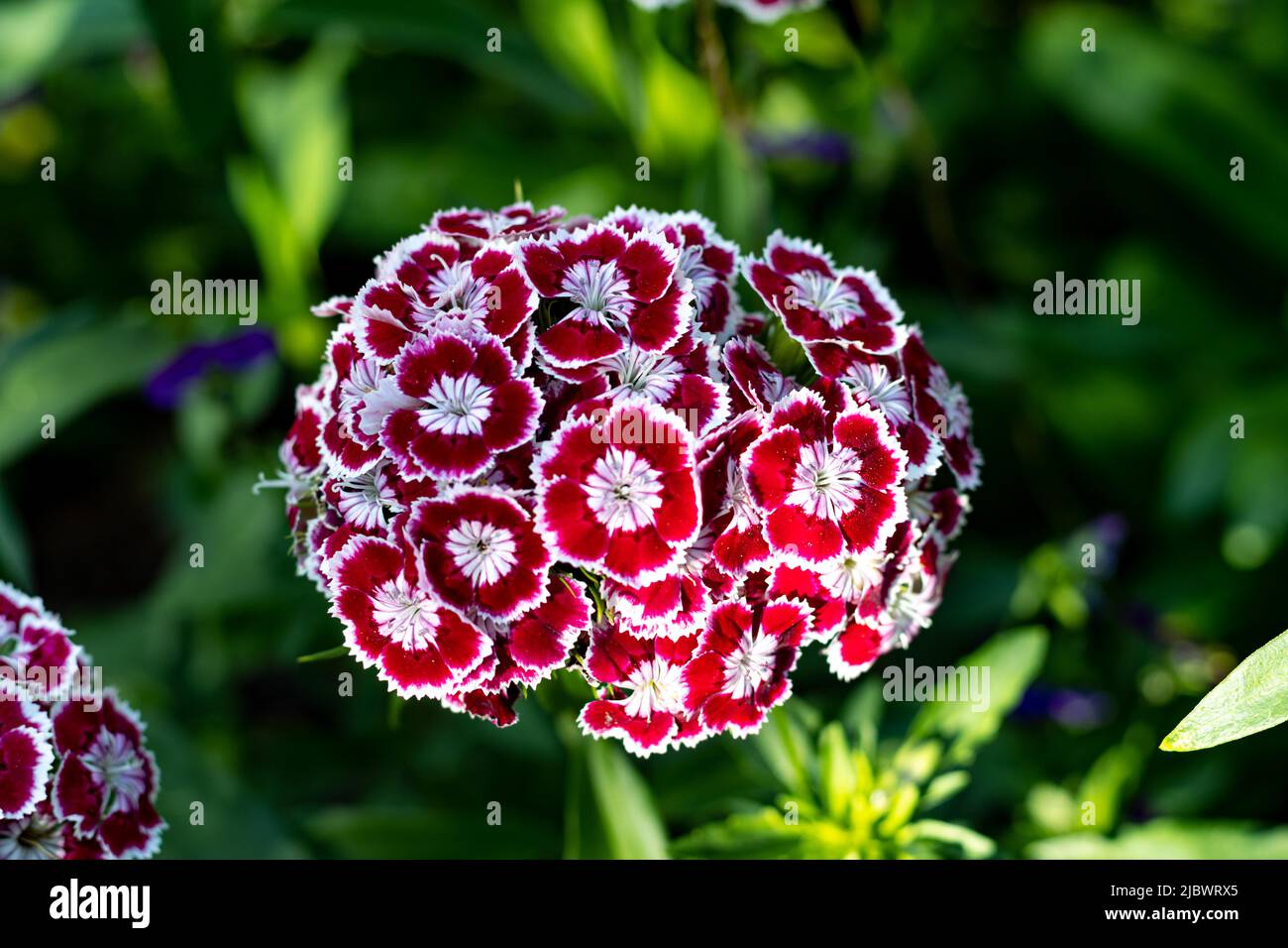 White and red flowers of dianthus barbatus hi-res stock photography and ...