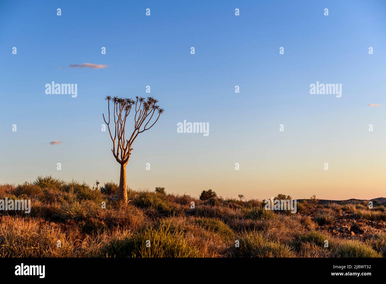 Beautiful view of the African bush. African landscape with trees ...