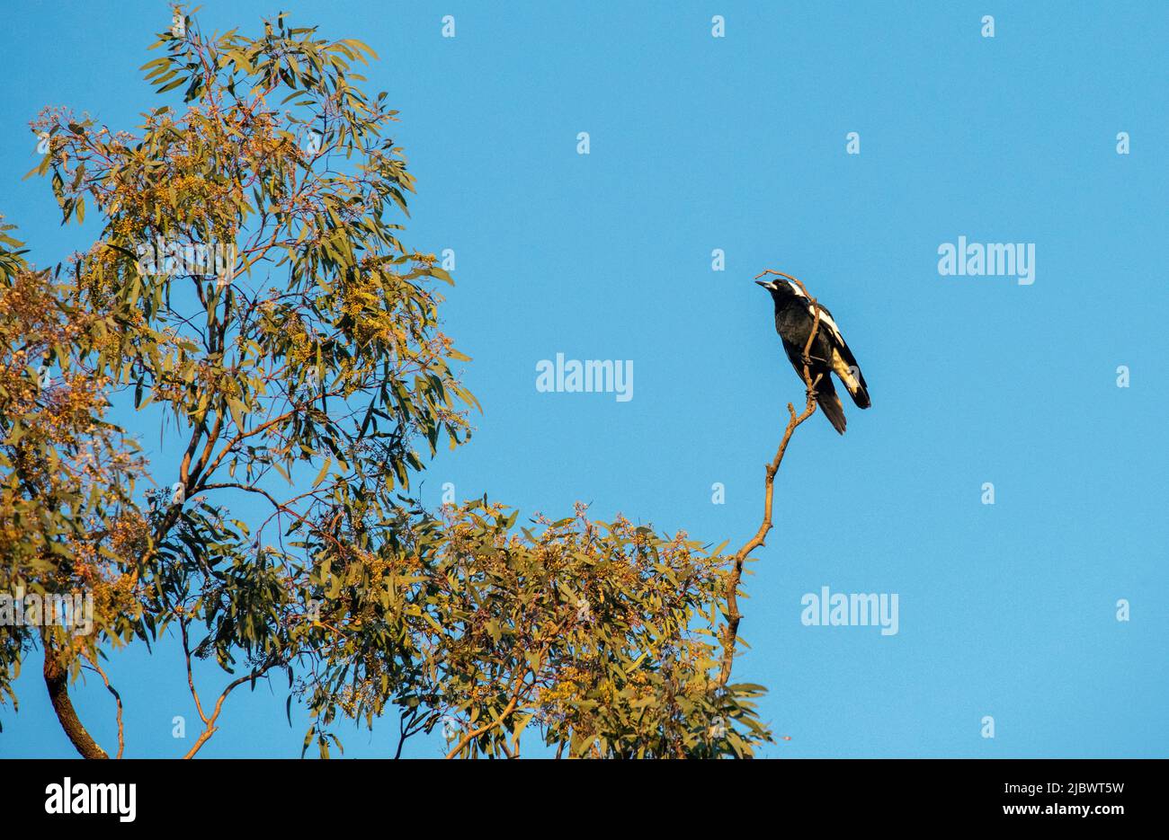 An australian magpie on a tree branch photo hi-res stock photography ...