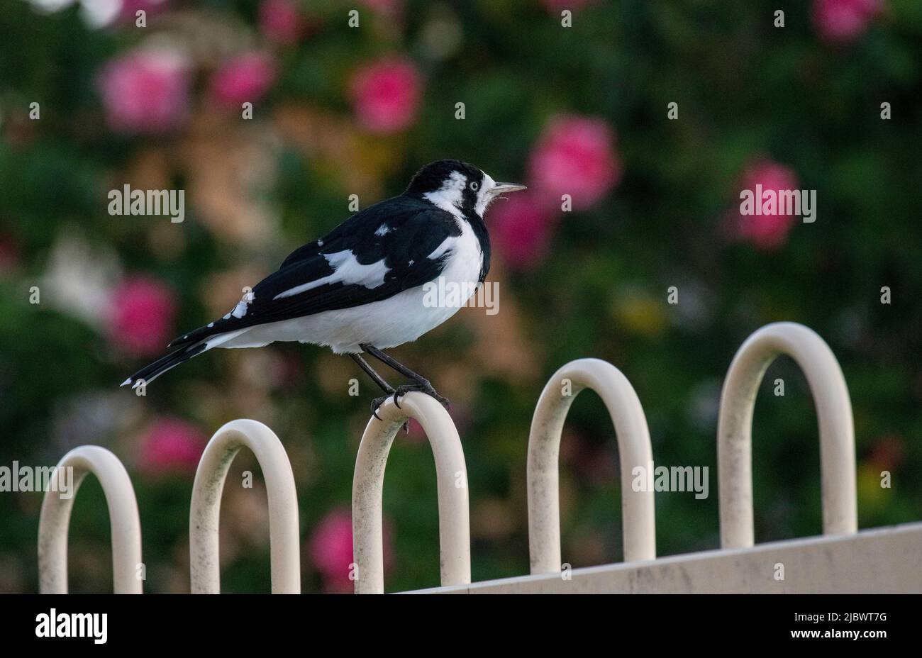 An Australian Magpie-Lark (Grallina cyanoleuca) perched on a fence in ...