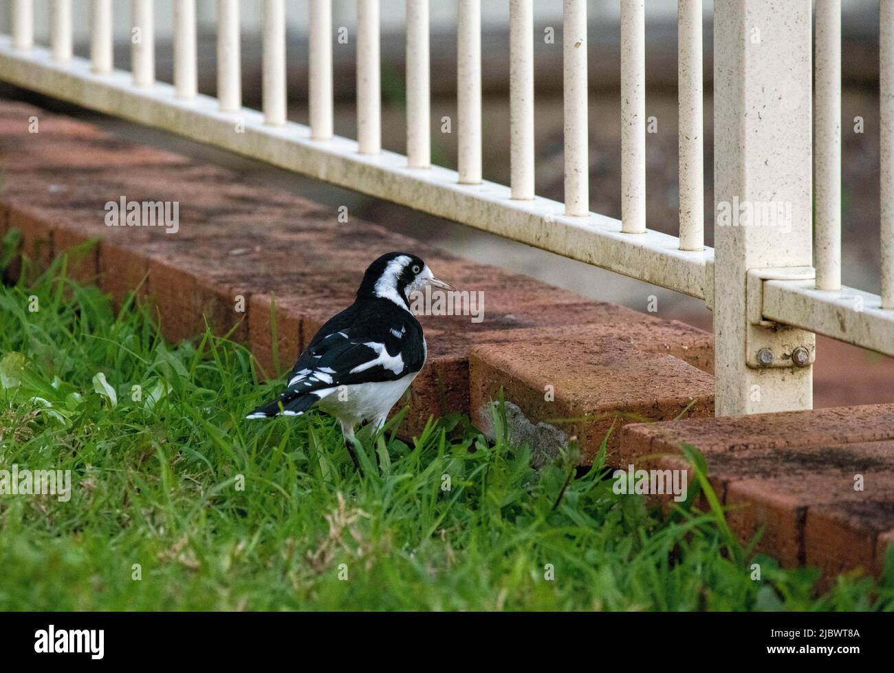 An Australian Magpie-Lark (Grallina cyanoleuca) in Sydney, NSW ...