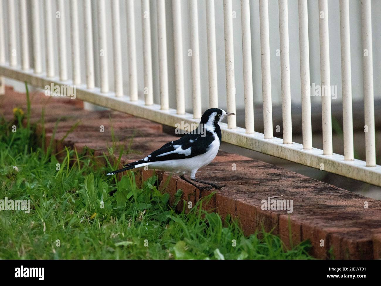 An Australian Magpie-Lark (Grallina cyanoleuca) in Sydney, NSW ...