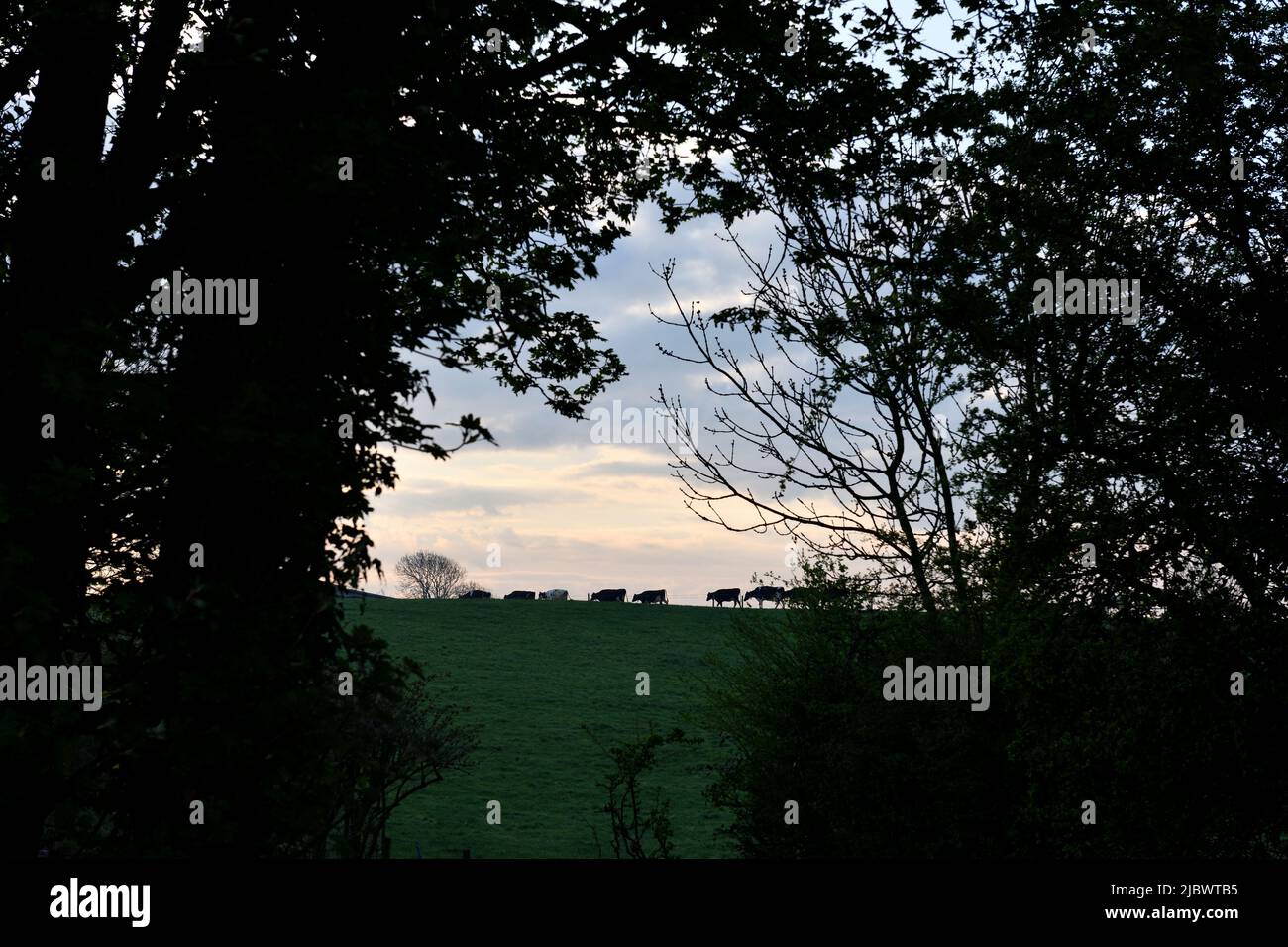 Cows taken through a hole in hedge Hook Norton Oxfordshire England uk ...