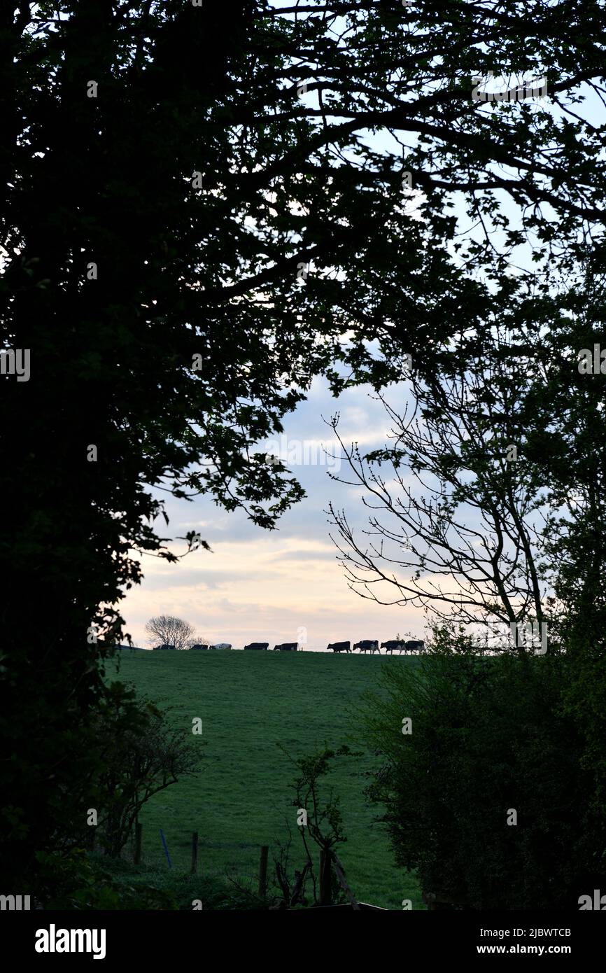 Cows taken through a hole in hedge Hook Norton Oxfordshire England uk ...