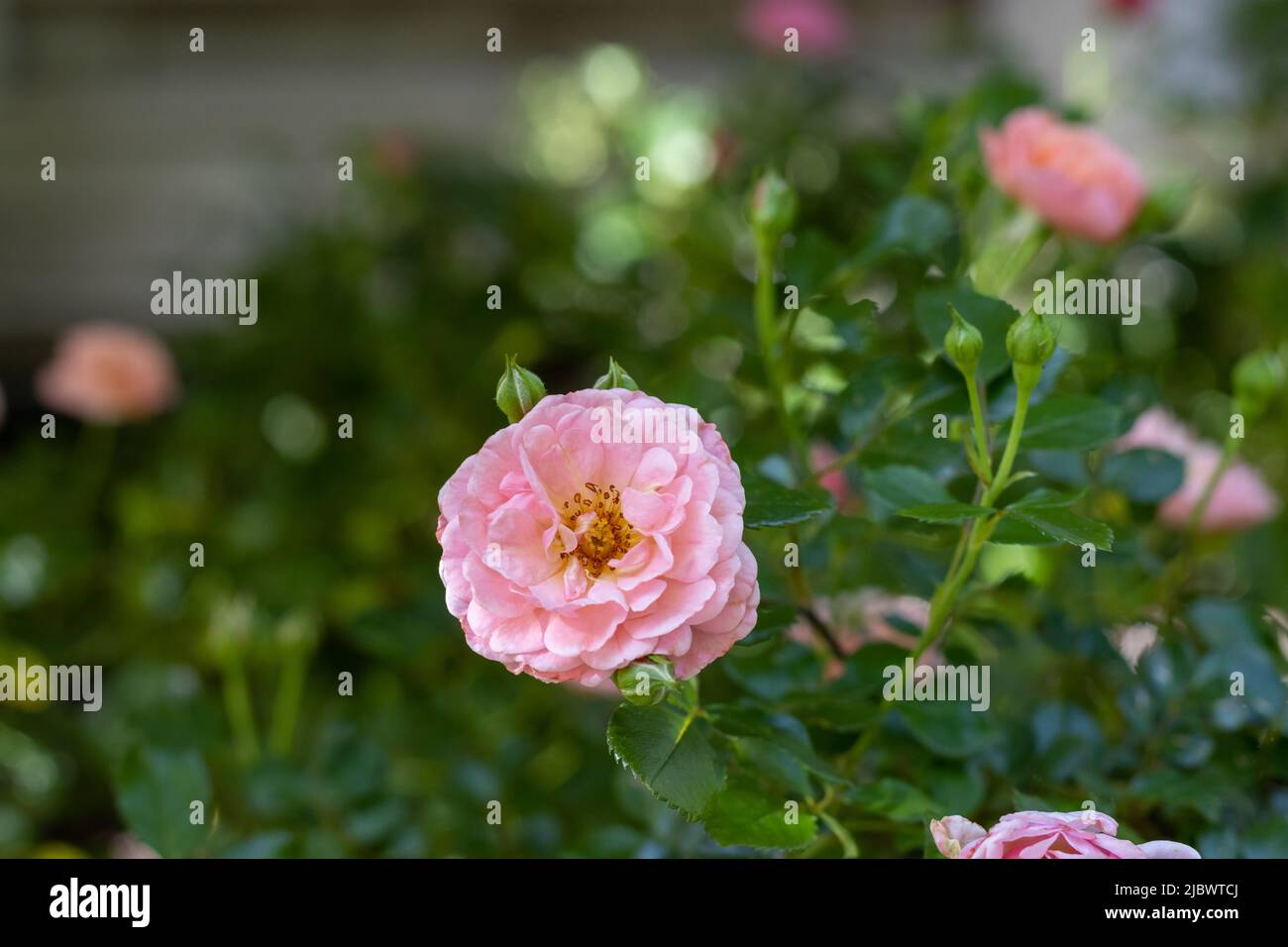Light pink rose hi-res stock photography and images - Alamy