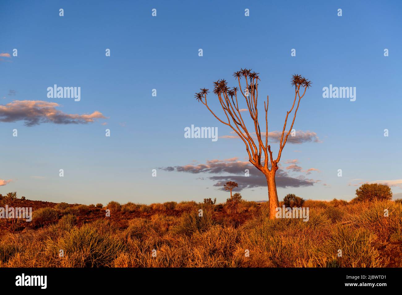 Beautiful view of the African bush. African landscape with trees ...