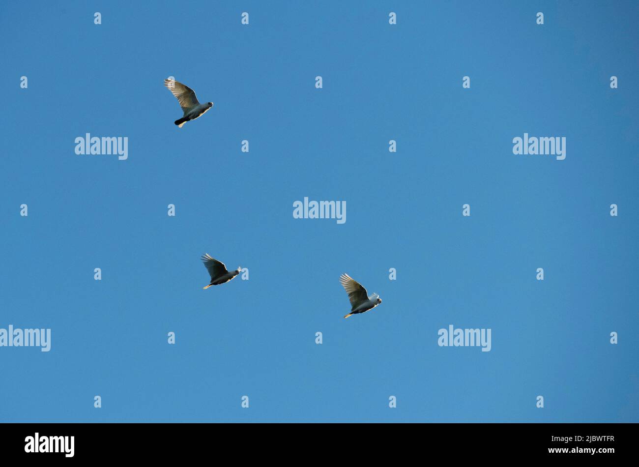 Birds flying in the sky in Sydney, NSW, Australia (Photo by Tara Chand ...