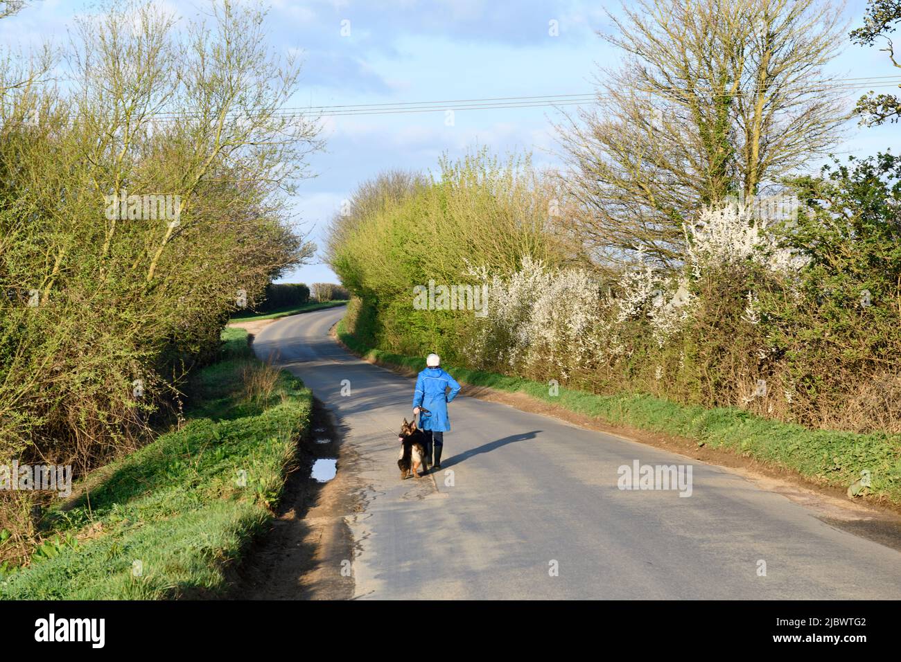 Lady walking her Dog on a main road Hook Norton Oxfordshire England uk ...