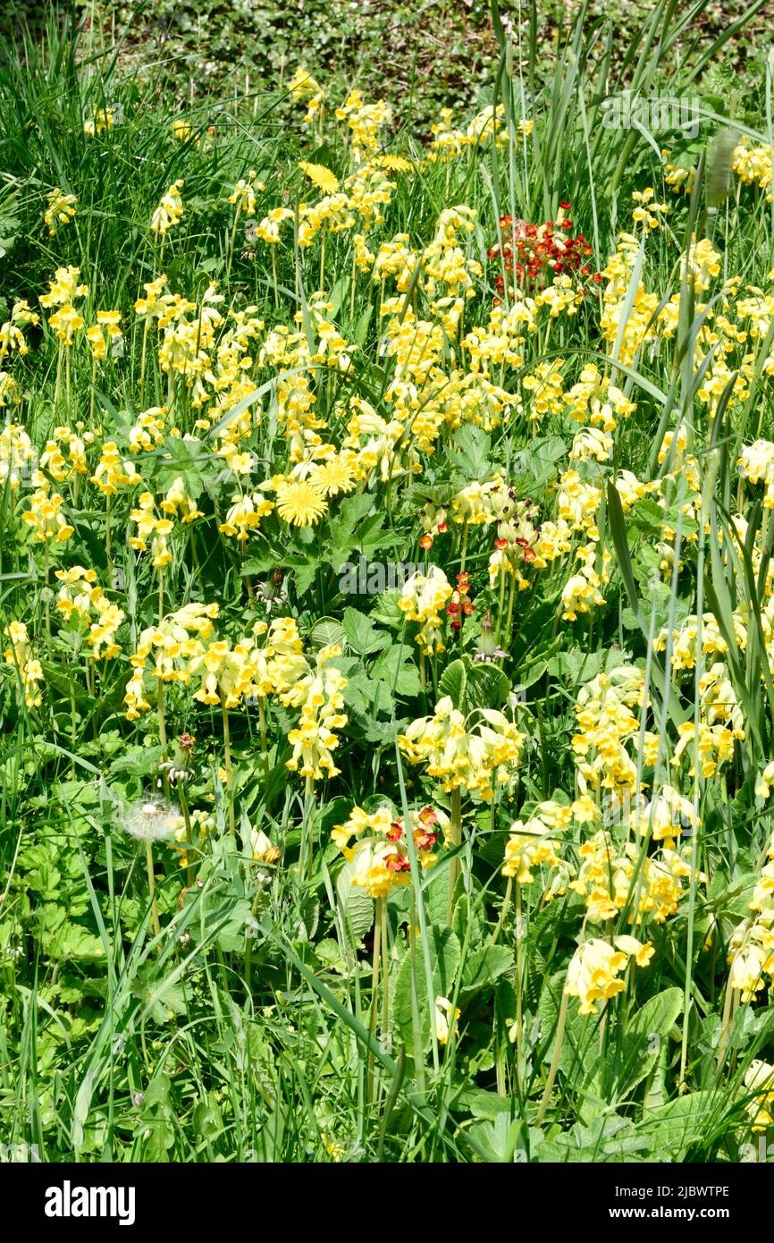 Common Cowslips (Primula veris) on verge in the village of Hook Norton ...