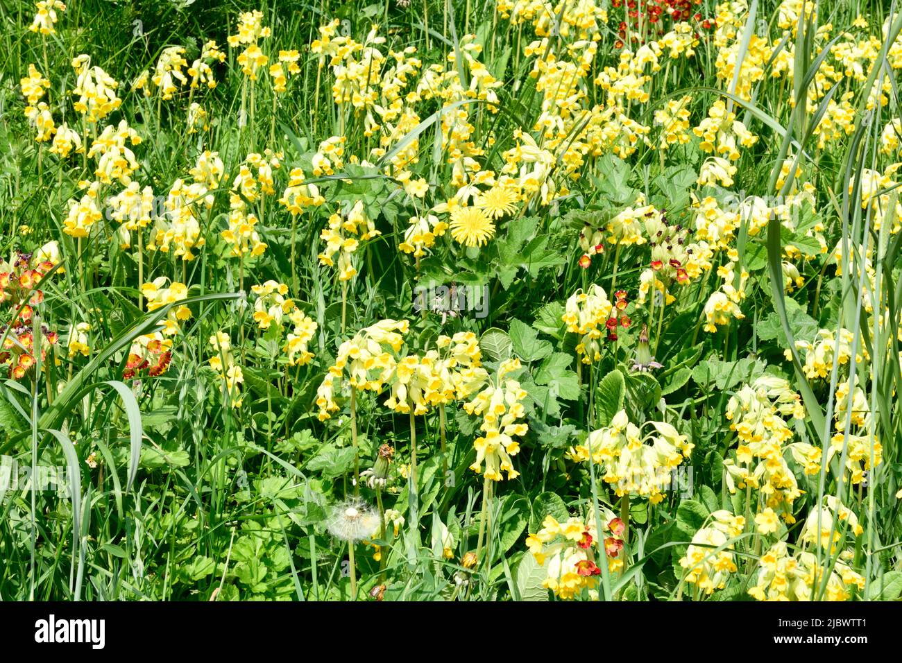 Common Cowslips (Primula veris) on verge in the village of Hook Norton ...