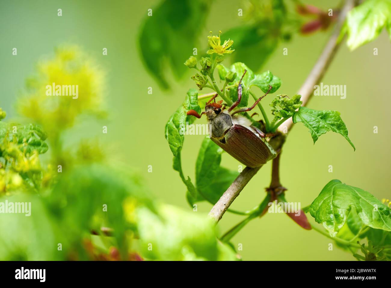 Cockchafer beetle feeding with leaves (Melolontha melolontha Stock ...