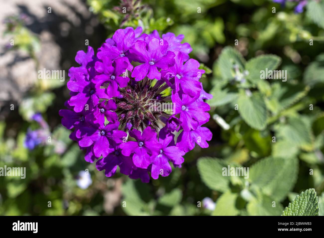 Small purple flower clusters hi-res stock photography and images - Alamy