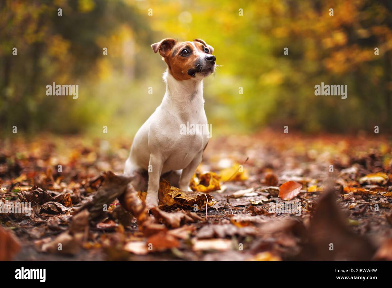 Small Jack Russell terrier sitting on meadow with yellow orange leaves ...
