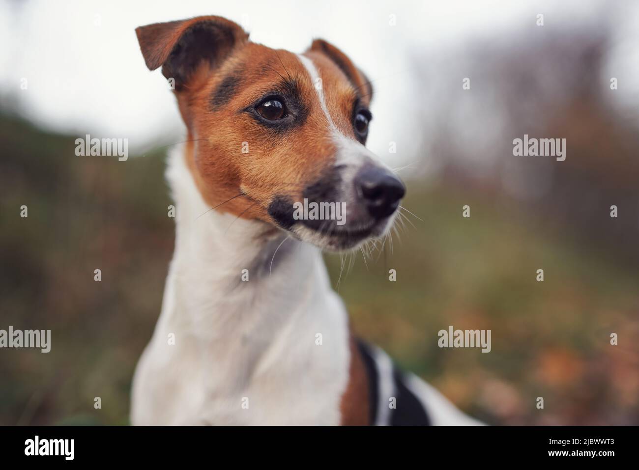 Small Jack Russell terrier dog detail on head and face, nice blurred ...