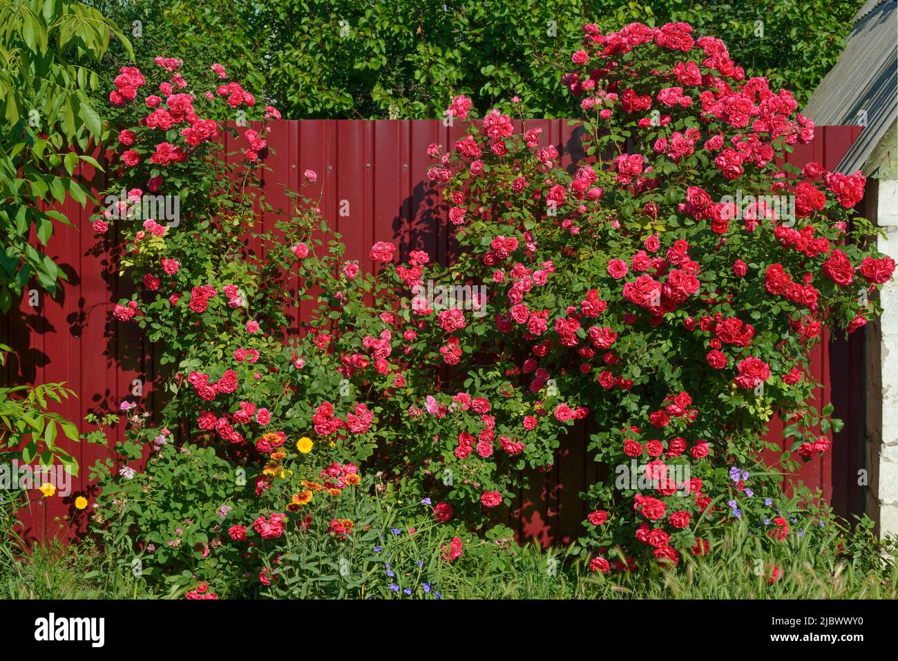 Closeup of many bright red flowers of climbing rose bush with green ...
