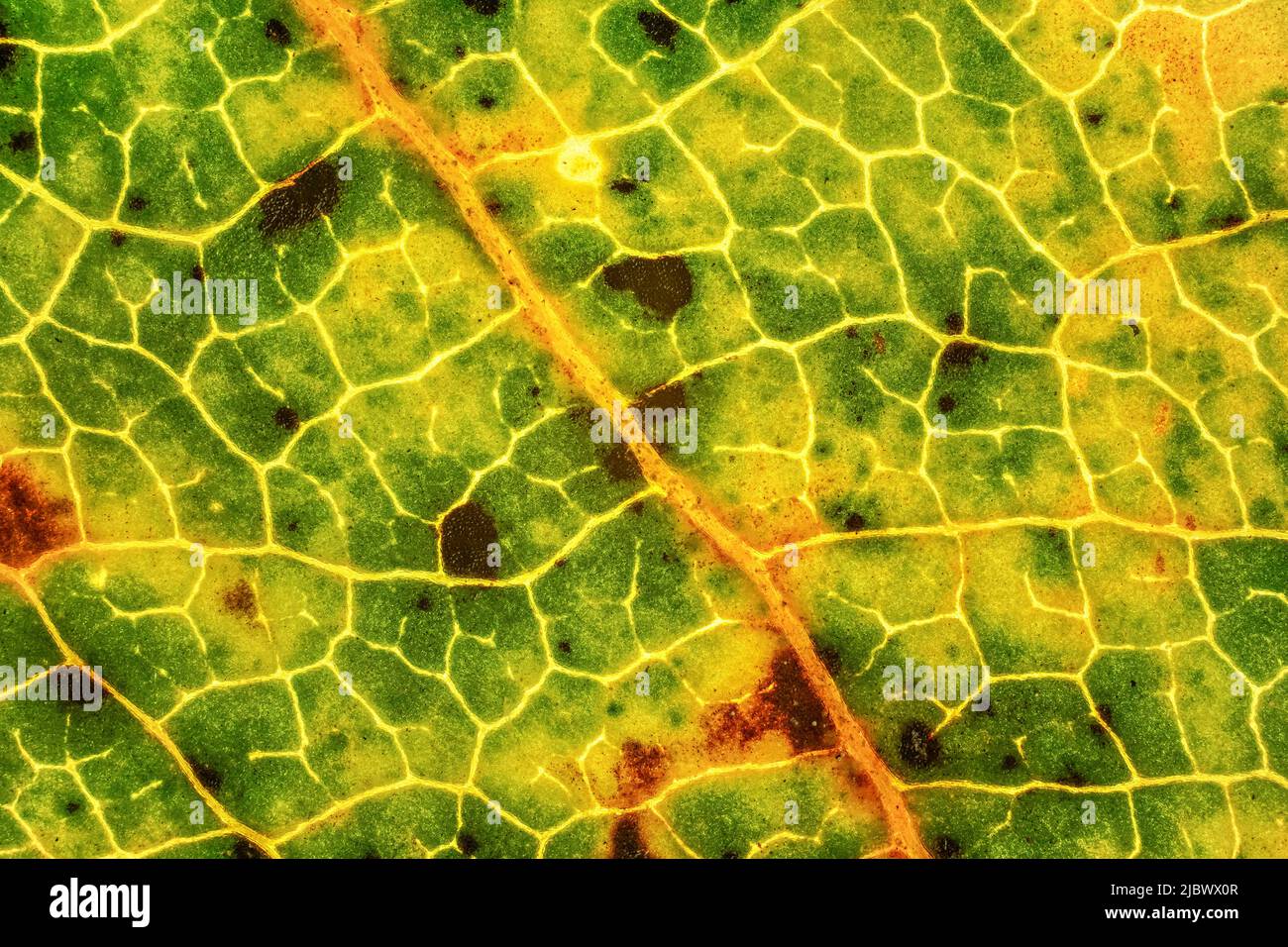 4x magnification hi-res stock photography and images - Alamy