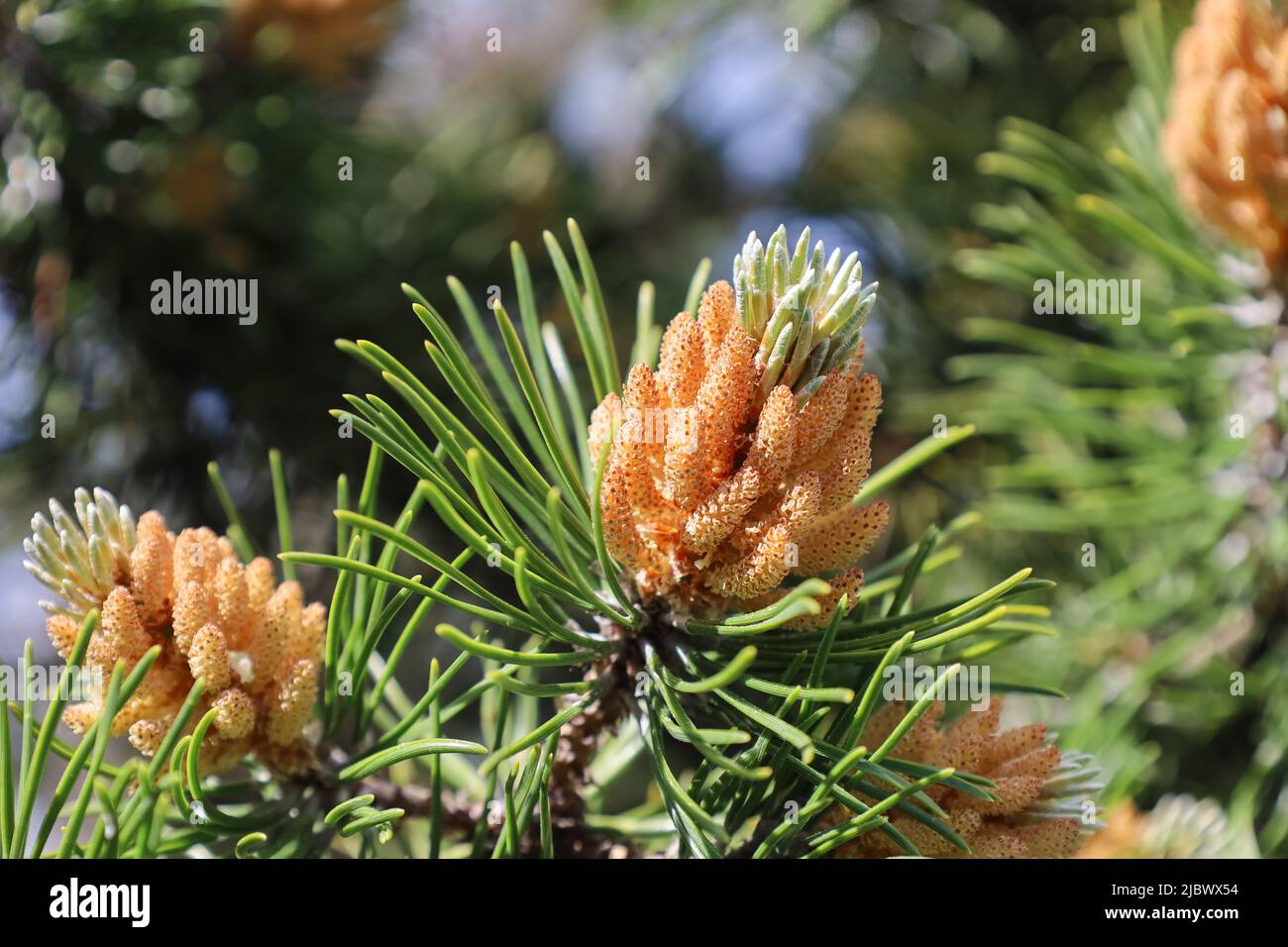 Blossom of Pinus mugo. Male pollen producing strobili. New shoots in ...