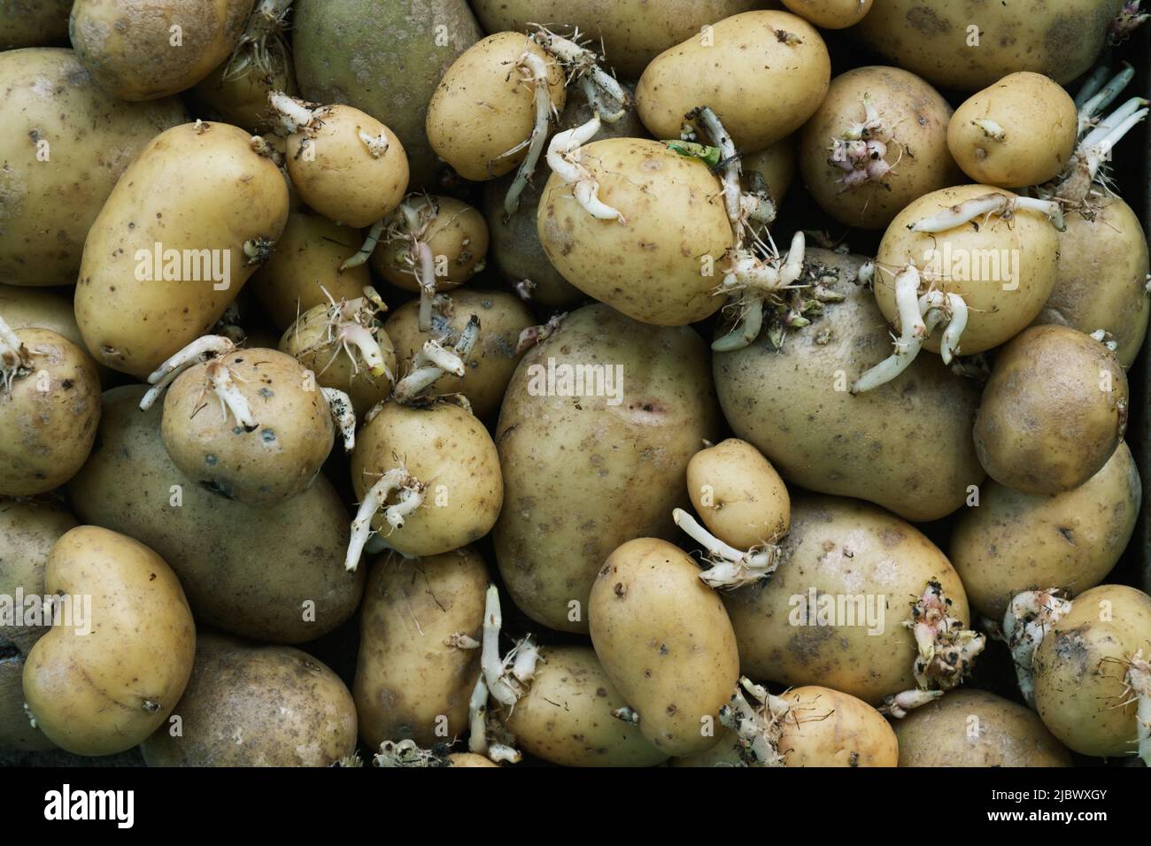 Sprouted potatoes closeup potato hi-res stock photography and images ...