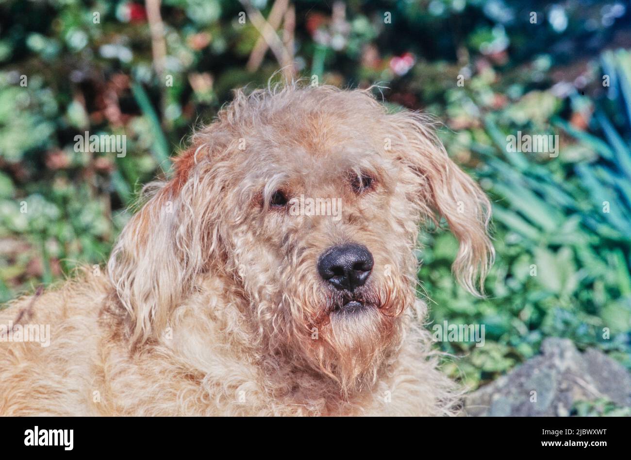 A close-up of a Labradoodle Stock Photo - Alamy