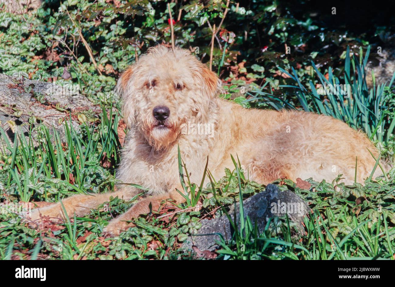 Labradoodle in grass hi-res stock photography and images - Alamy