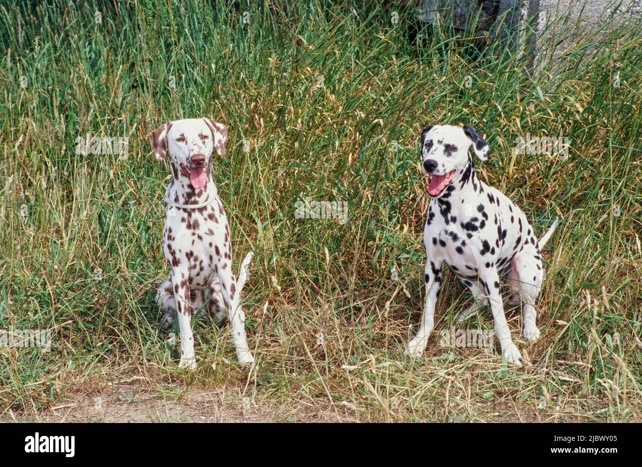 Two dalmatians hi-res stock photography and images - Alamy