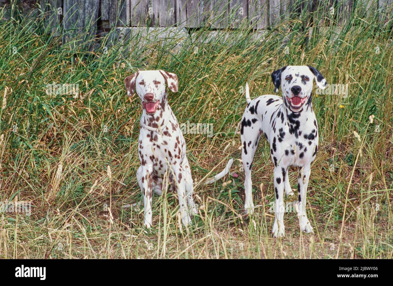 Two dalmatians in Grass Stock Photo - Alamy
