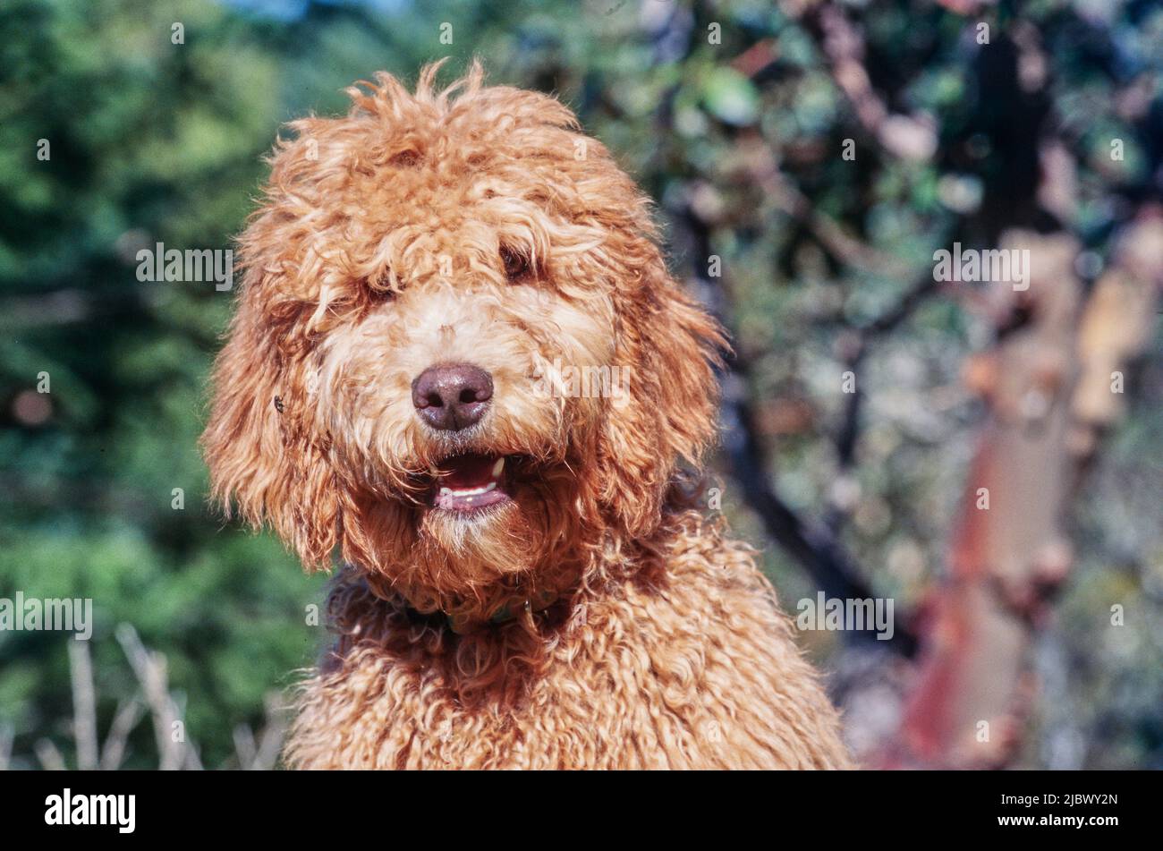A close-up of a Labradoodle Stock Photo - Alamy