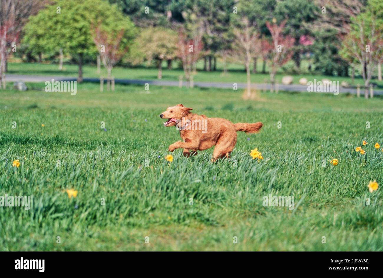 A Labradoodle on grass Stock Photo - Alamy