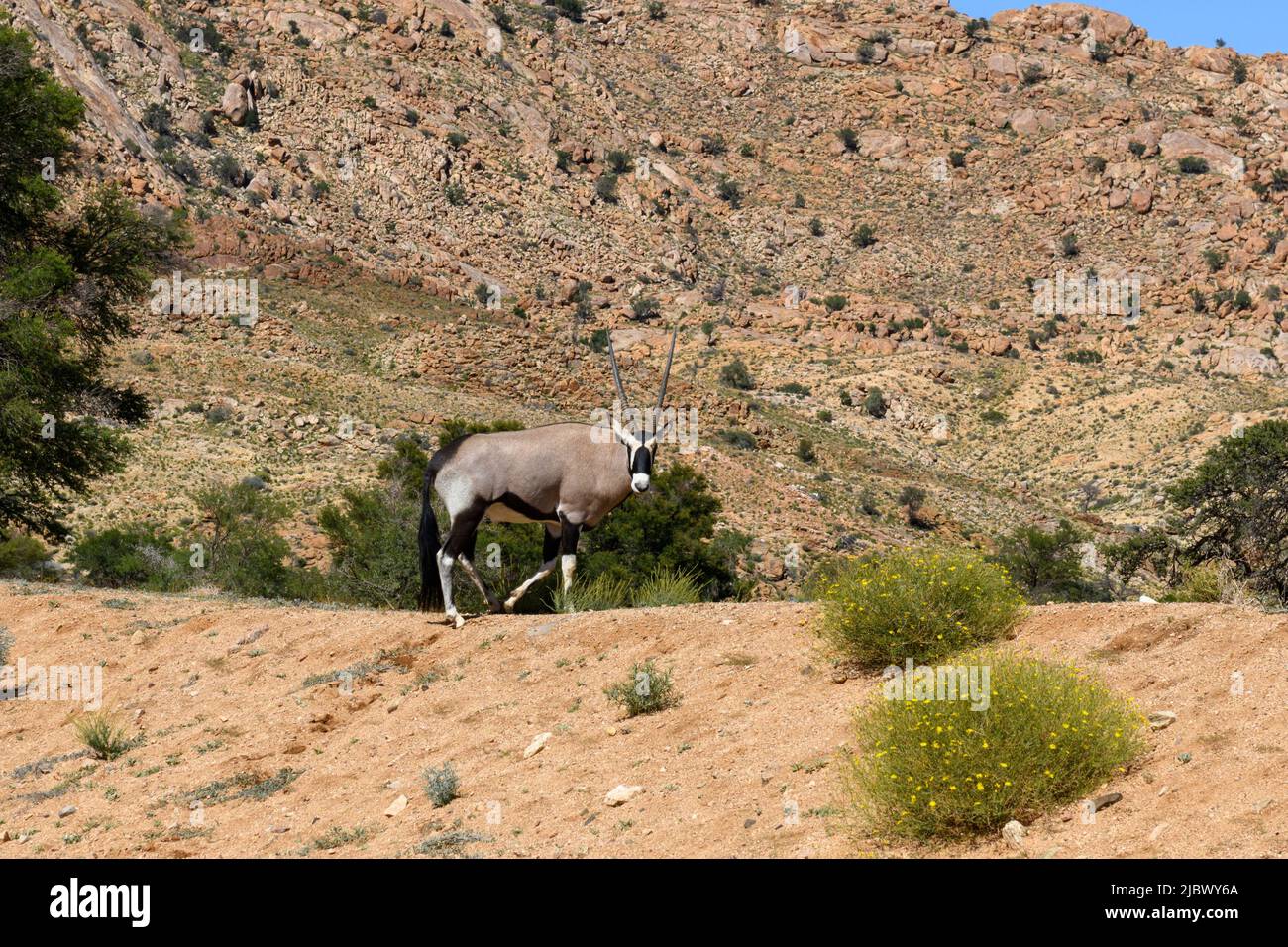 Wild orix antelope walking in the African savanna. Safari in Namibia ...