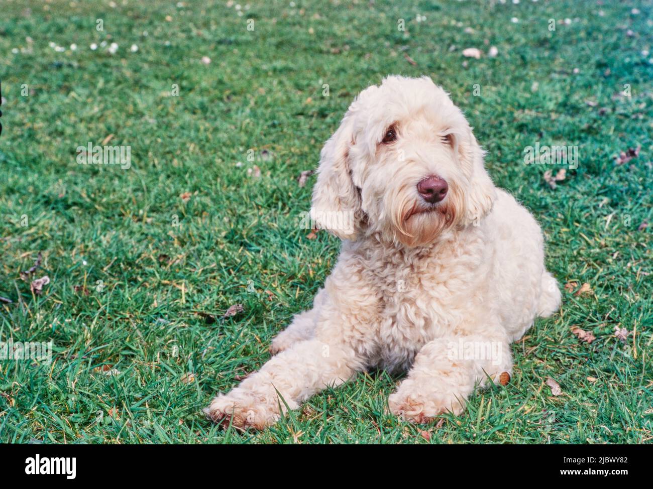 A Labradoodle on grass Stock Photo - Alamy